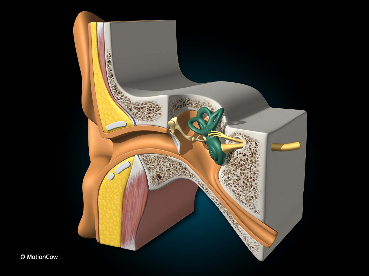 3d Cross Sectional Human Ear