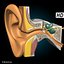 3d cross sectional human ear