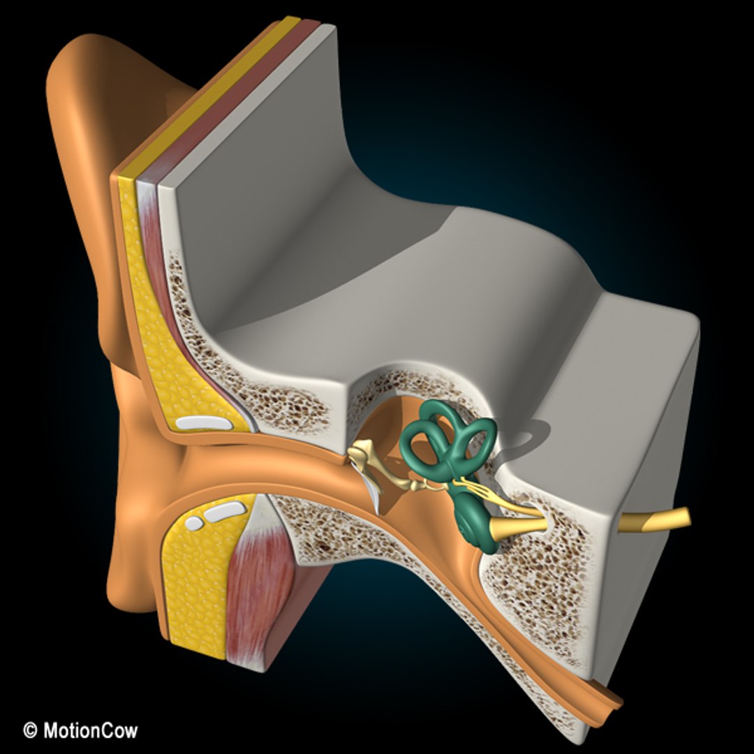3d Cross Sectional Human Ear