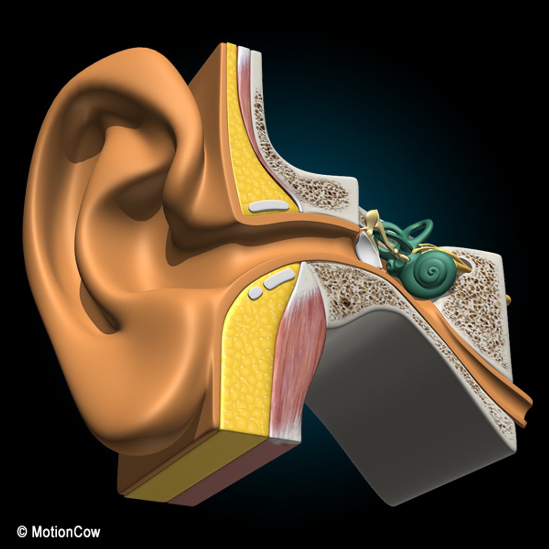 3d Cross Sectional Human Ear
