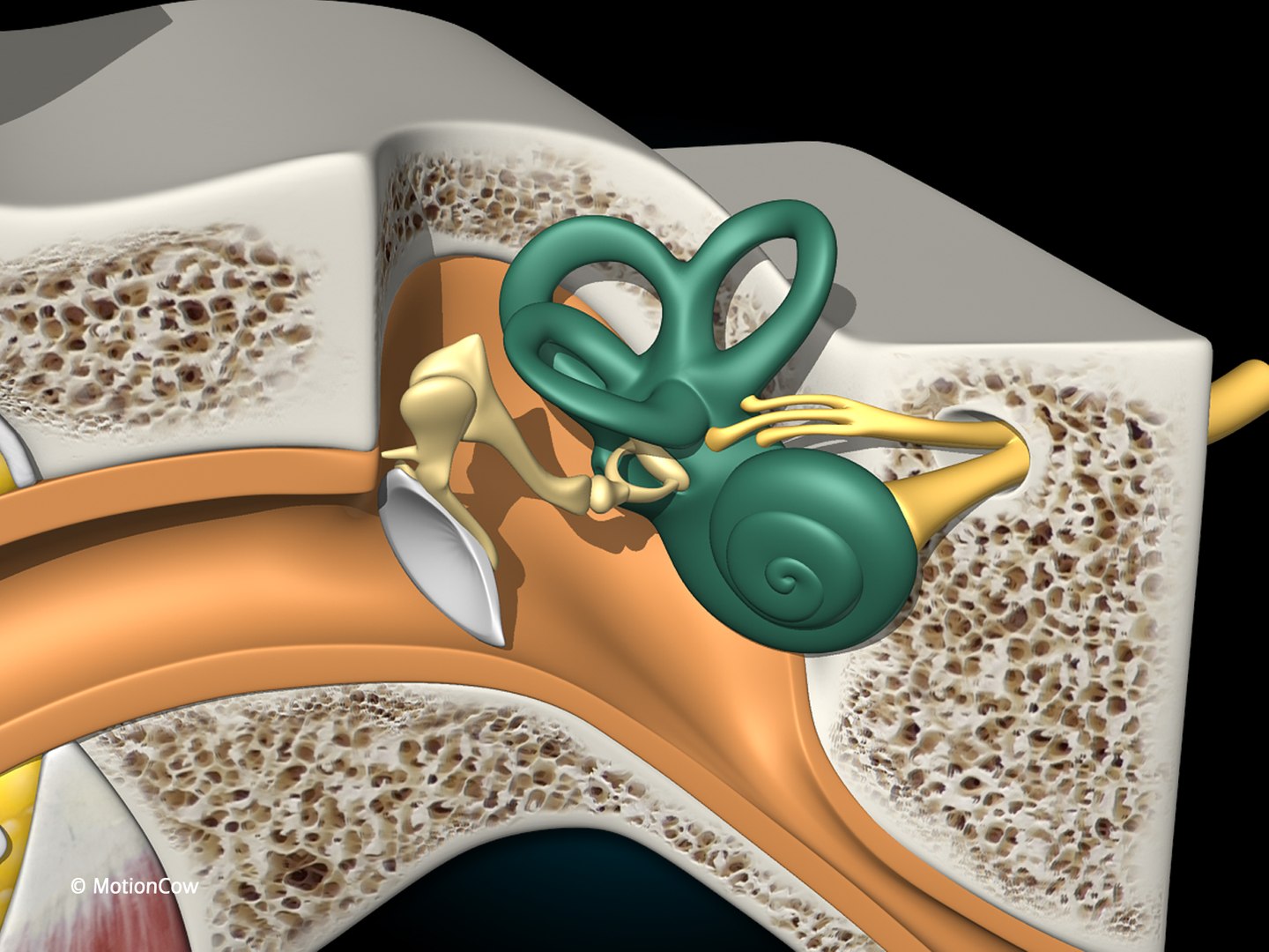 3d Cross Sectional Human Ear