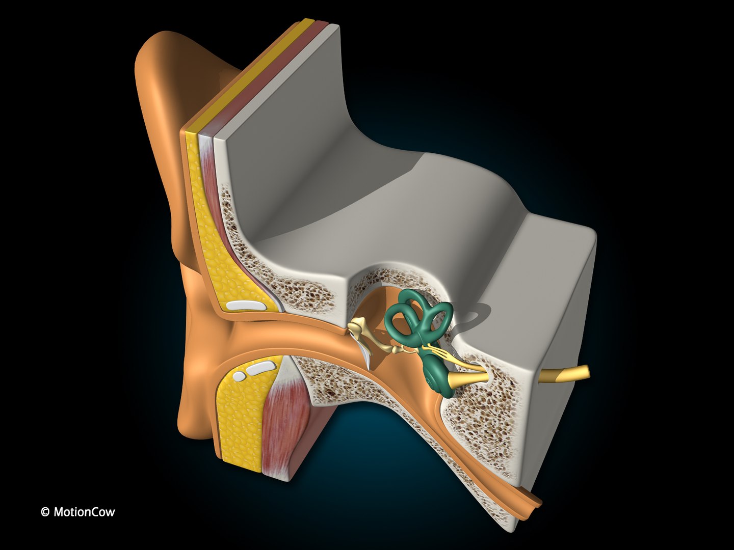 3d Cross Sectional Human Ear