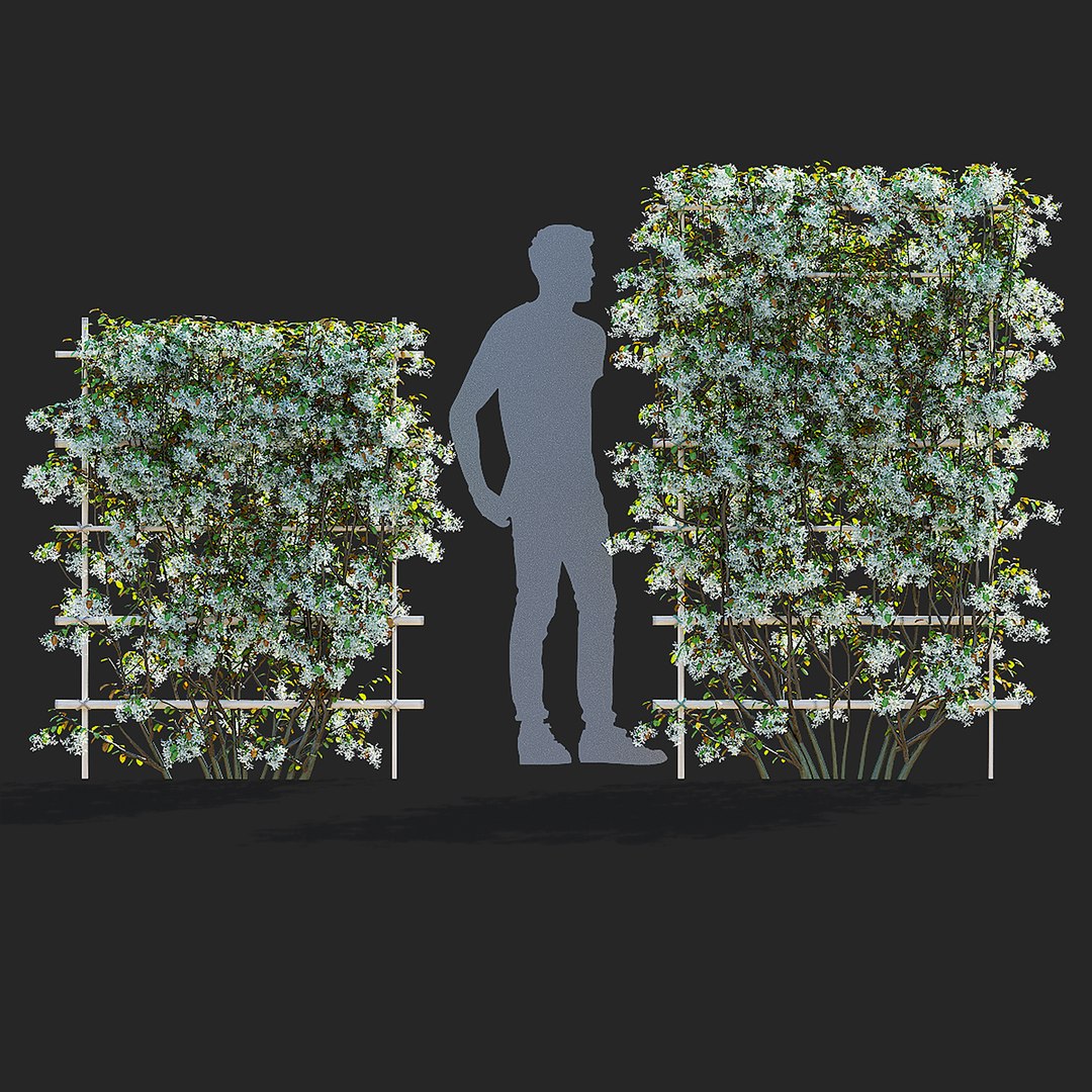 3D Amelanchier Lamarckii Flowering Pleached Model - TurboSquid 2253157