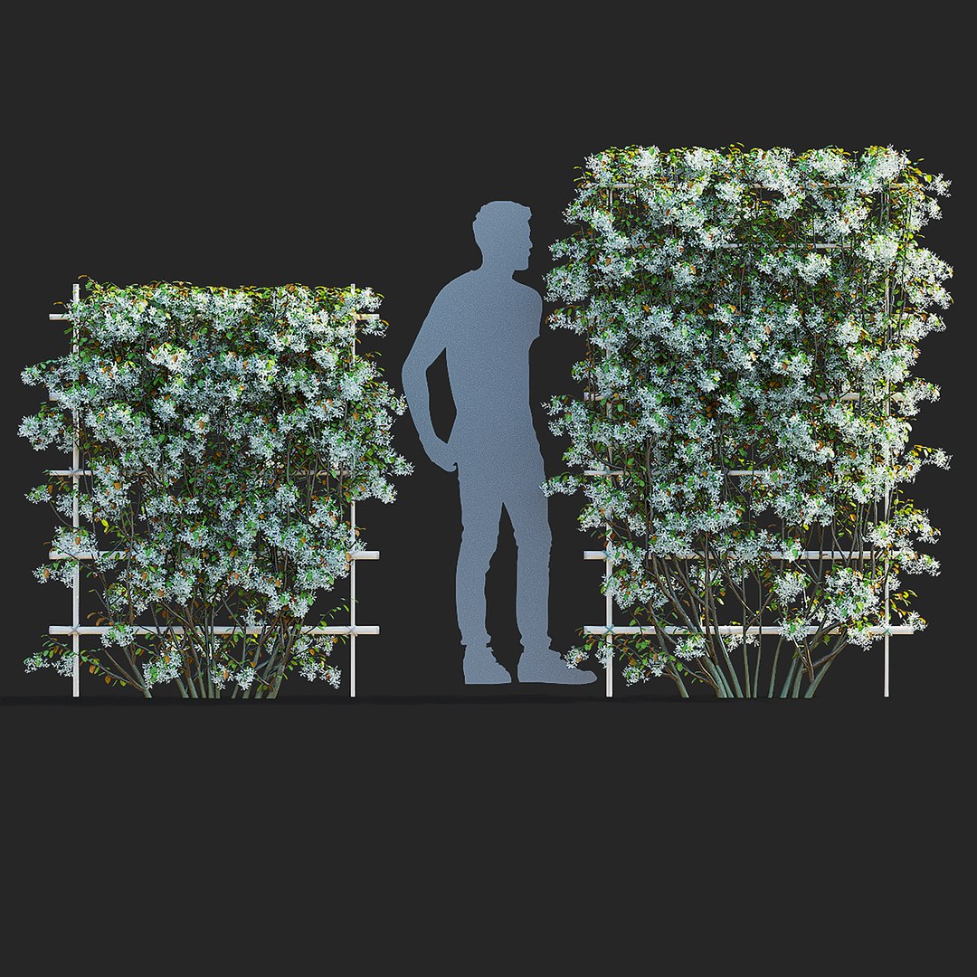 3D Amelanchier Lamarckii Flowering Pleached Model - TurboSquid 2253157