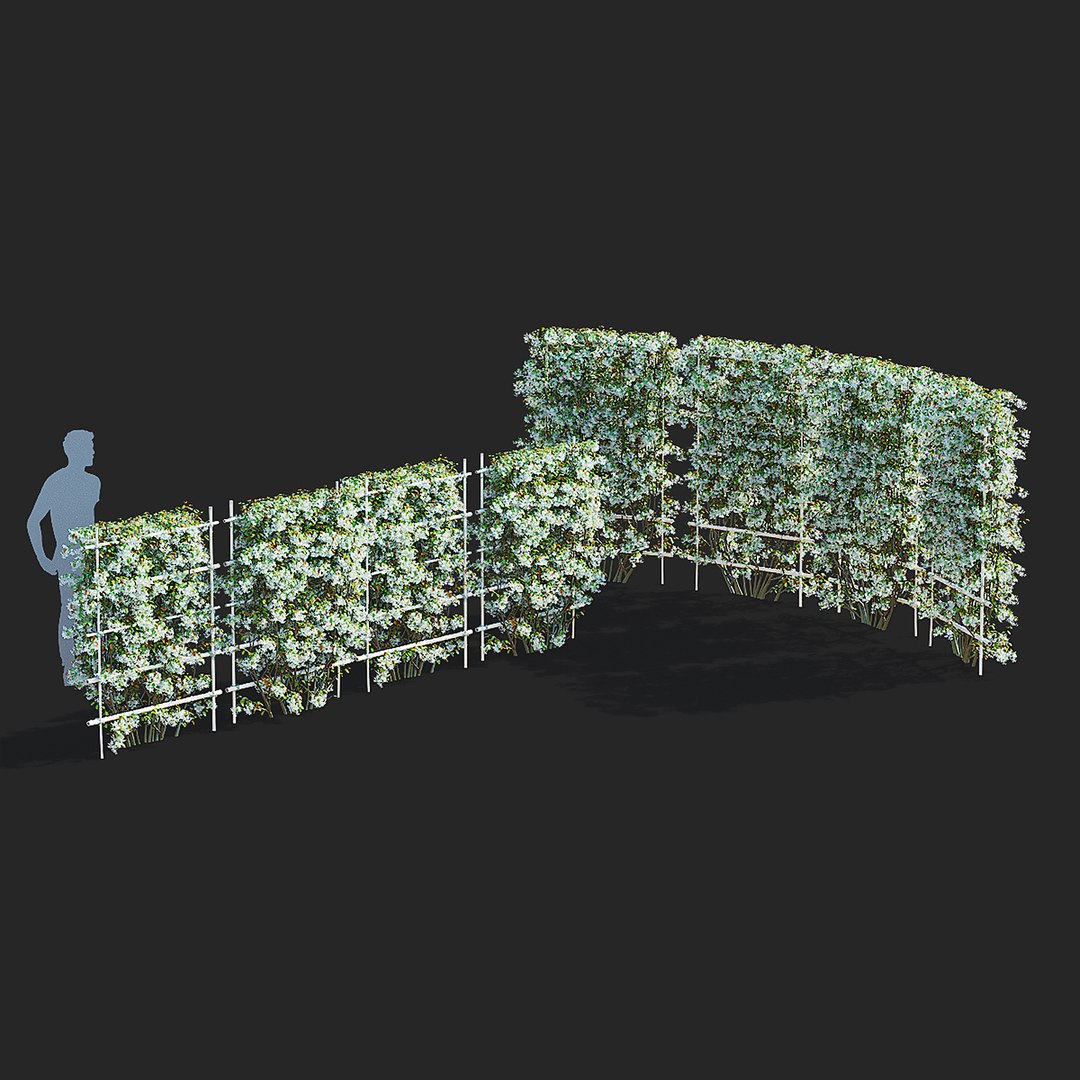 3D Amelanchier Lamarckii Flowering Pleached Model - TurboSquid 2253157