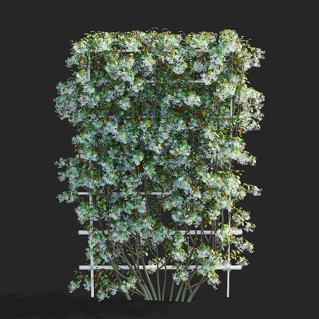 3D Amelanchier Lamarckii Flowering Pleached Model - TurboSquid 2253157