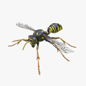 3D Wasp Models - Browse & Download Formats - TurboSquid