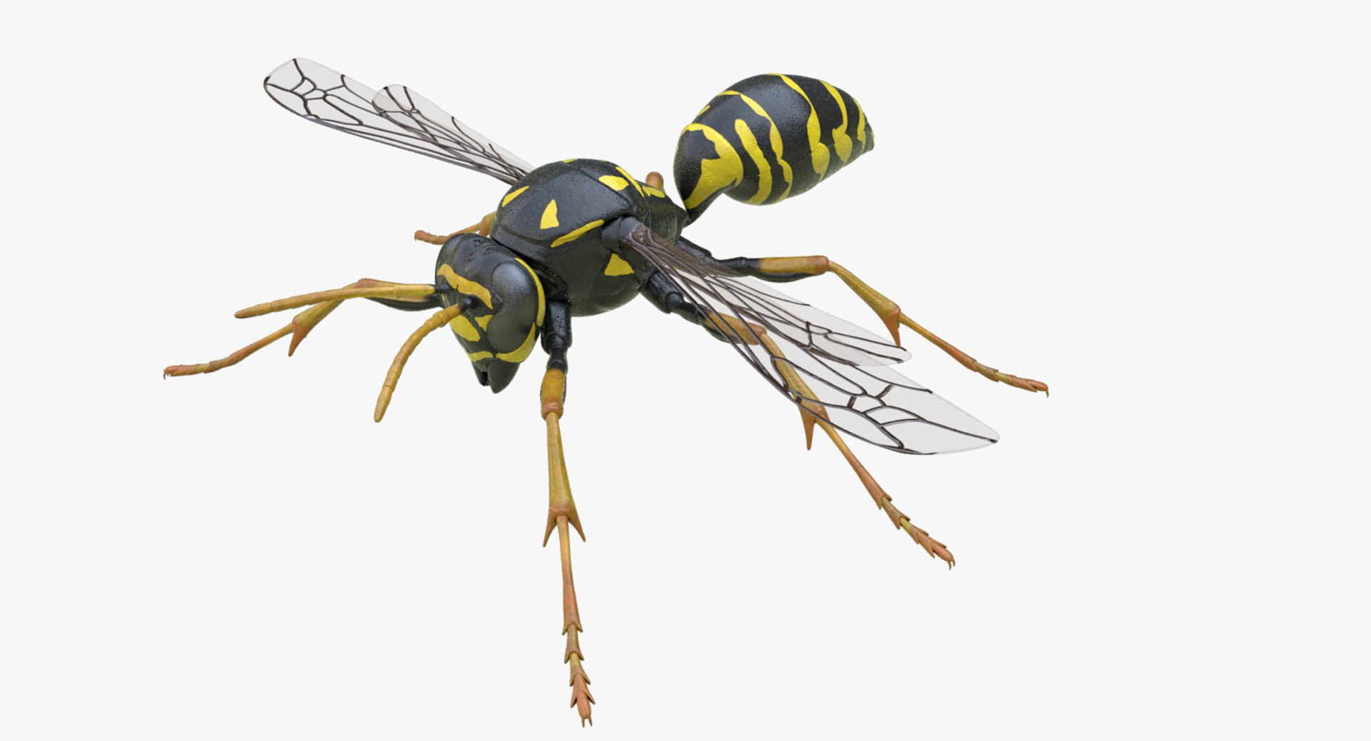 3D Model European Paper Wasp - TurboSquid 1272407