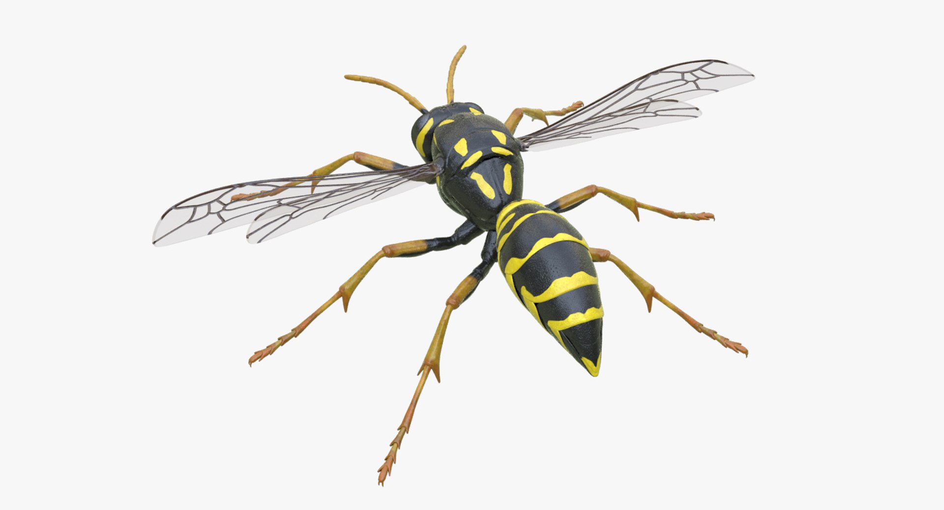 3D Model European Paper Wasp - TurboSquid 1272407
