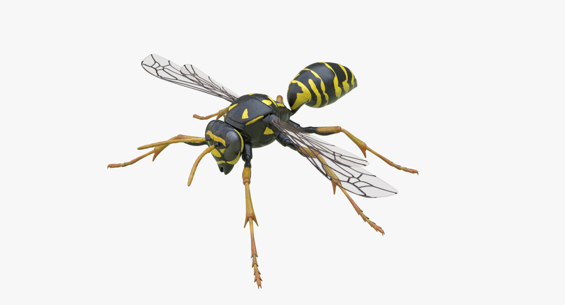3D Model European Paper Wasp - TurboSquid 1272407