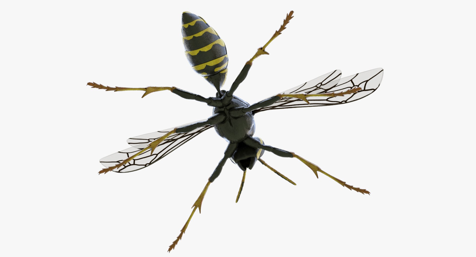3D Model European Paper Wasp - TurboSquid 1272407