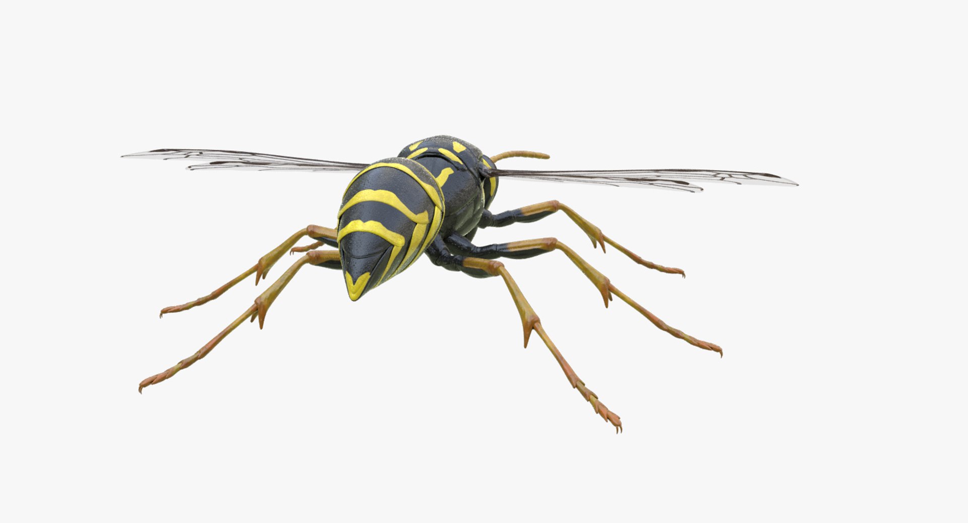 3D Model European Paper Wasp - TurboSquid 1272407