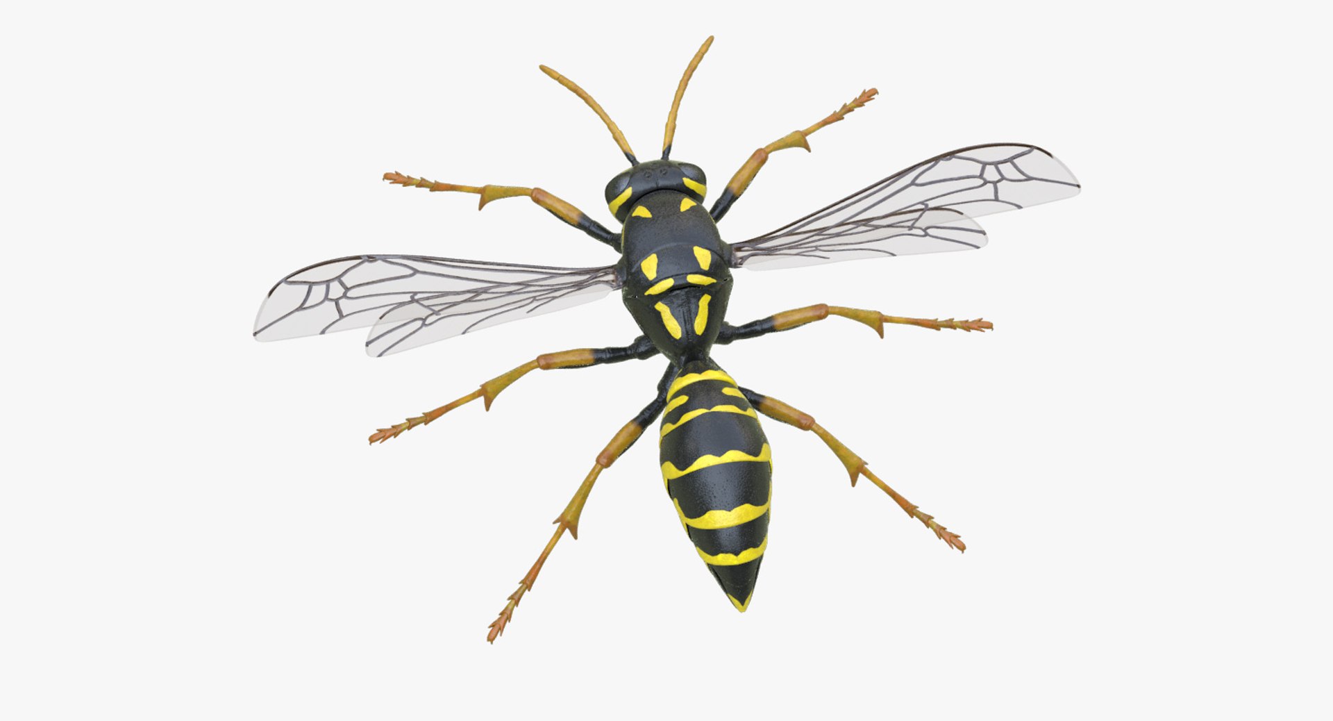 3D Model European Paper Wasp - TurboSquid 1272407