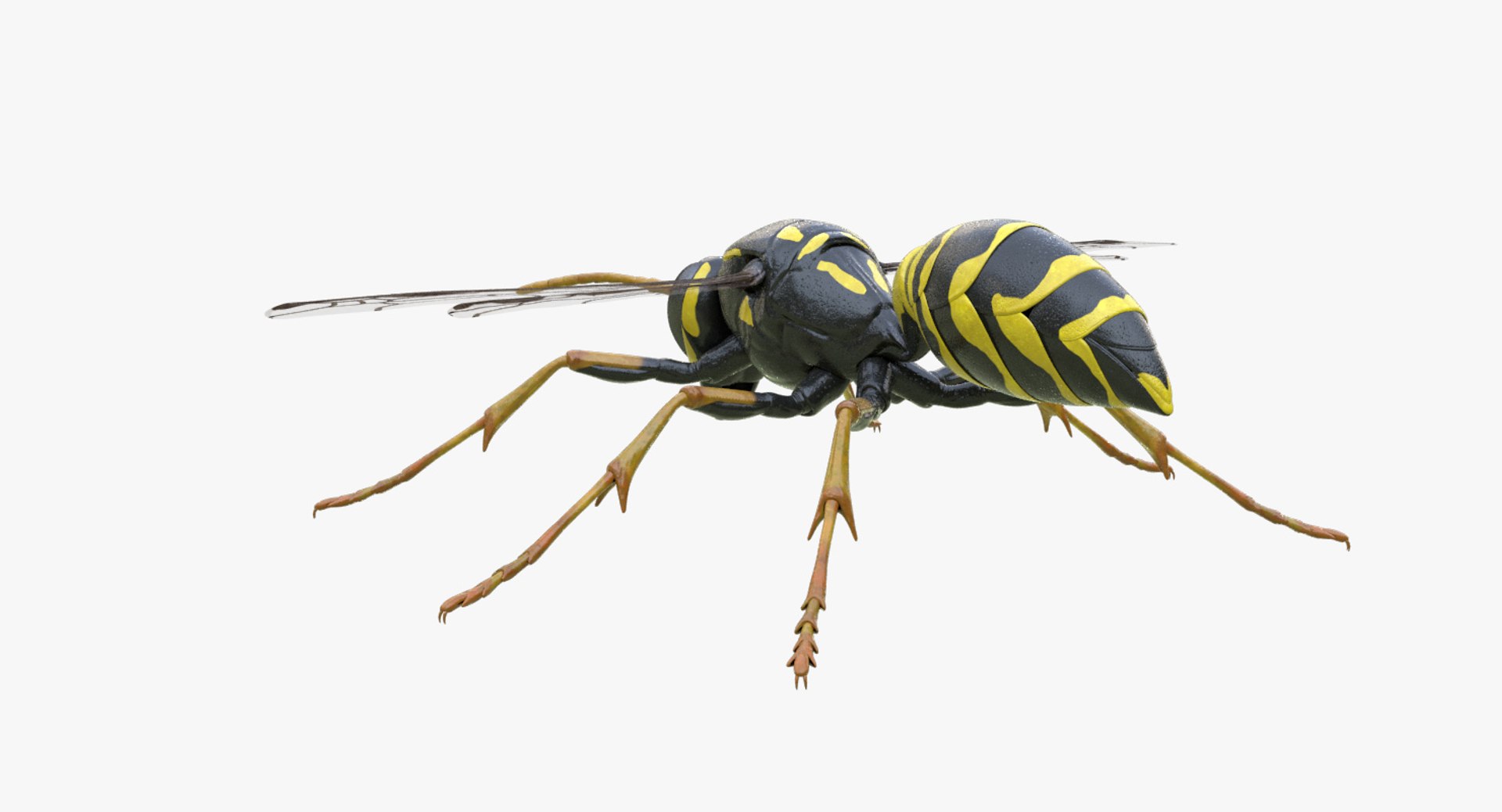 3D Model European Paper Wasp - TurboSquid 1272407