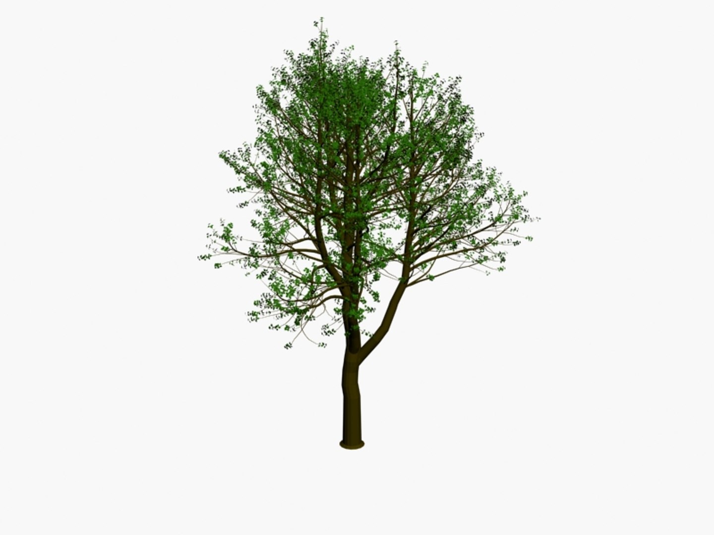 3d Tree Model