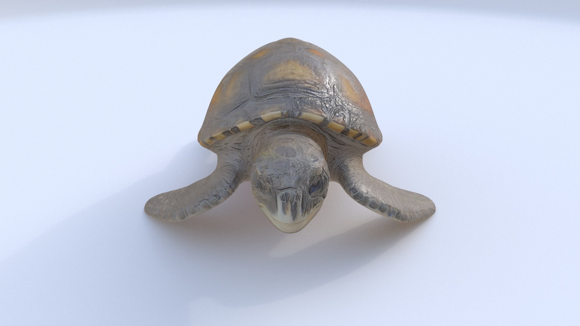 Turtle 3D - TurboSquid 2335038