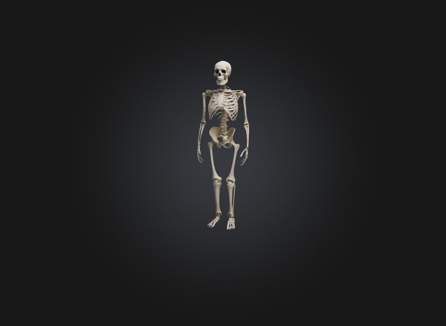 Skeleton 3D - TurboSquid 2288308