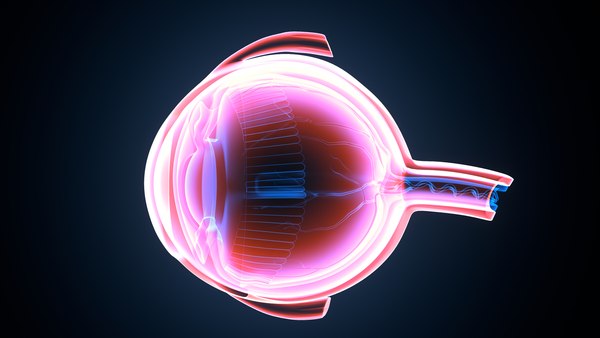 Human eye layers anatomy system 3D - TurboSquid 1786196