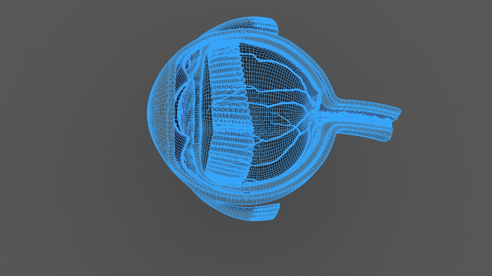 Human eye layers anatomy system 3D - TurboSquid 1786196