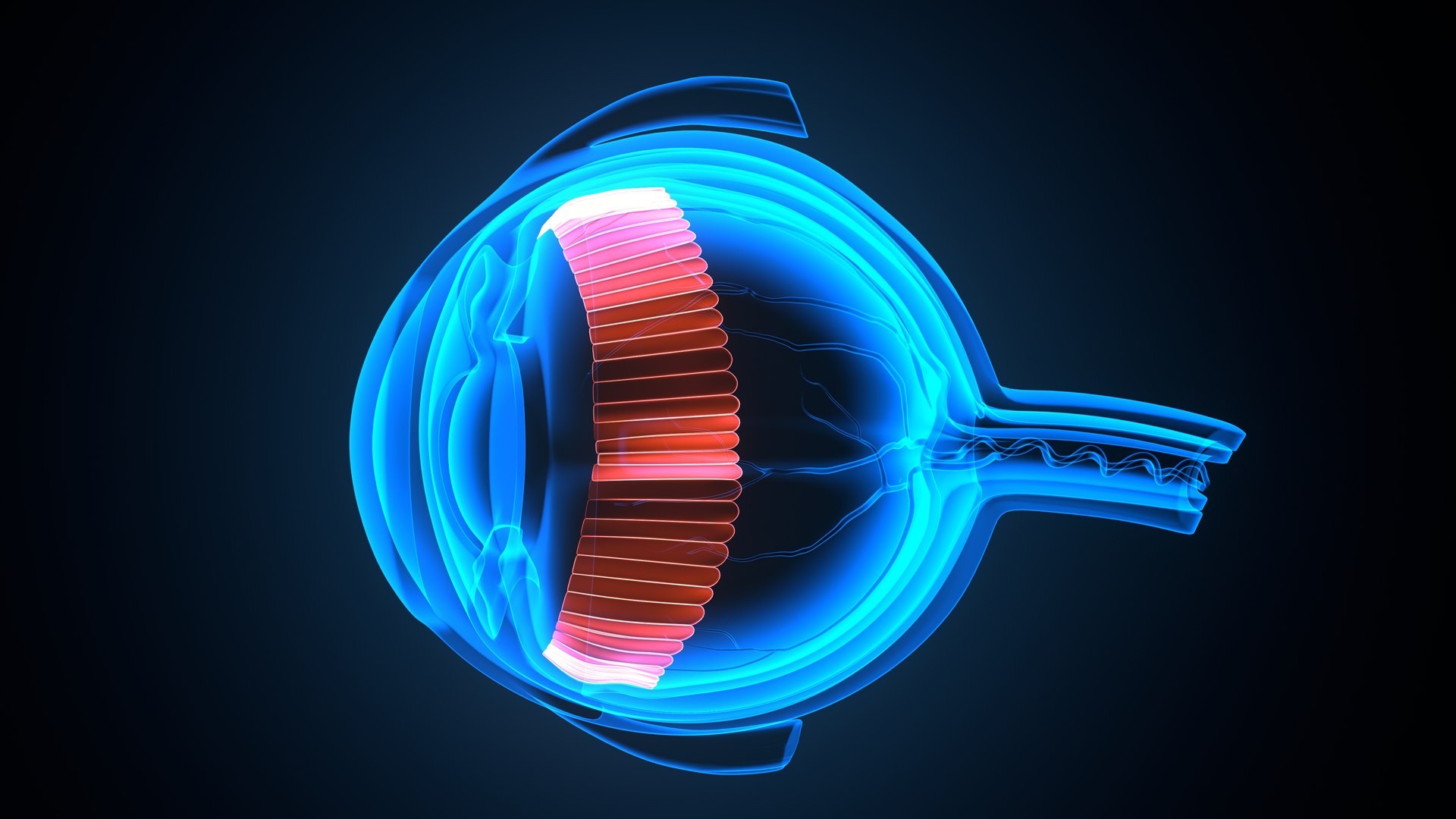 Human eye layers anatomy system 3D - TurboSquid 1786196
