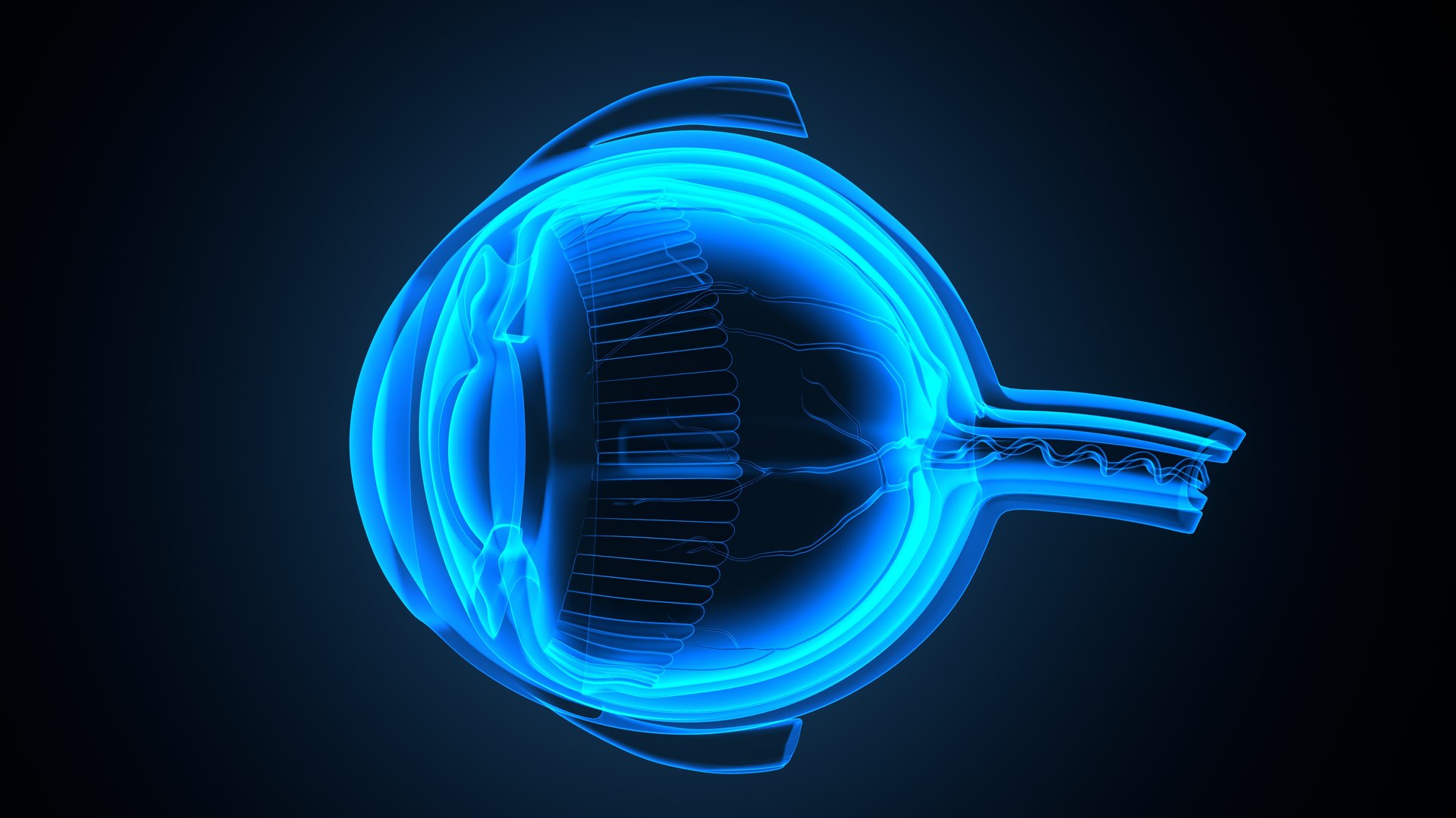 Human eye layers anatomy system 3D - TurboSquid 1786196