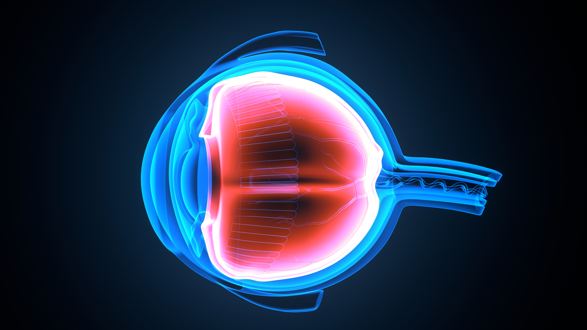 Human eye layers anatomy system 3D - TurboSquid 1786196