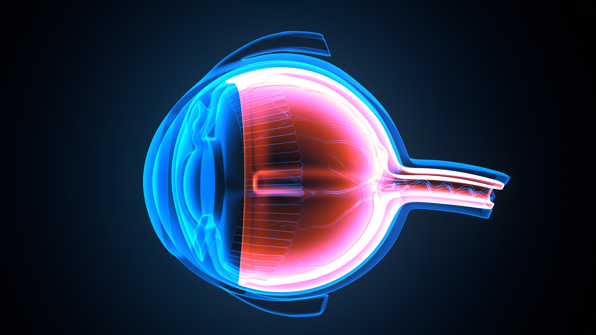 Human eye layers anatomy system 3D - TurboSquid 1786196