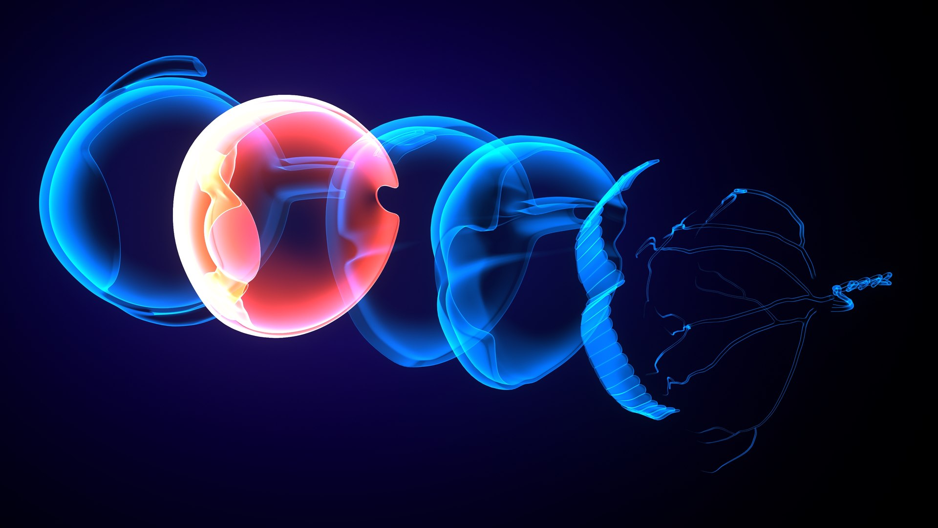 Human eye layers anatomy system 3D - TurboSquid 1786196