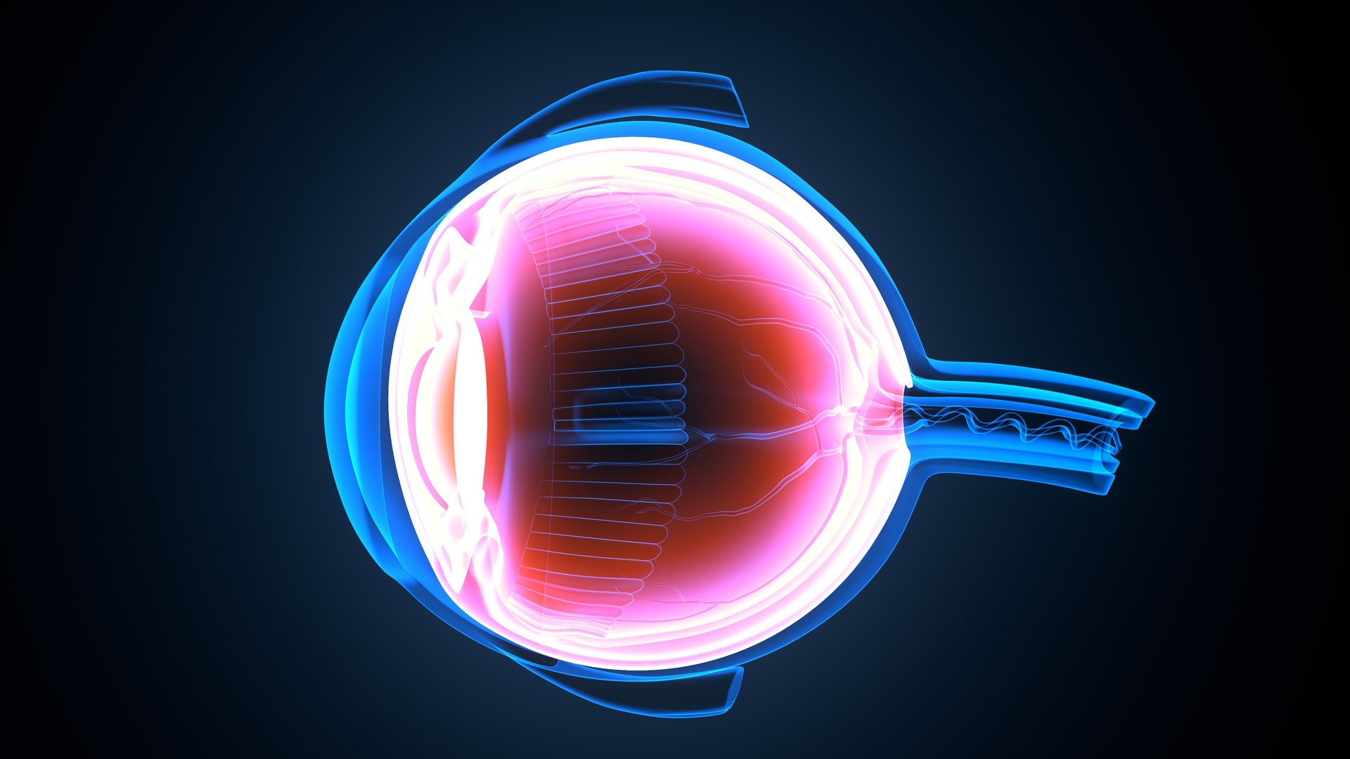 Human eye layers anatomy system 3D - TurboSquid 1786196
