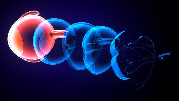 Human eye layers anatomy system 3D - TurboSquid 1786196