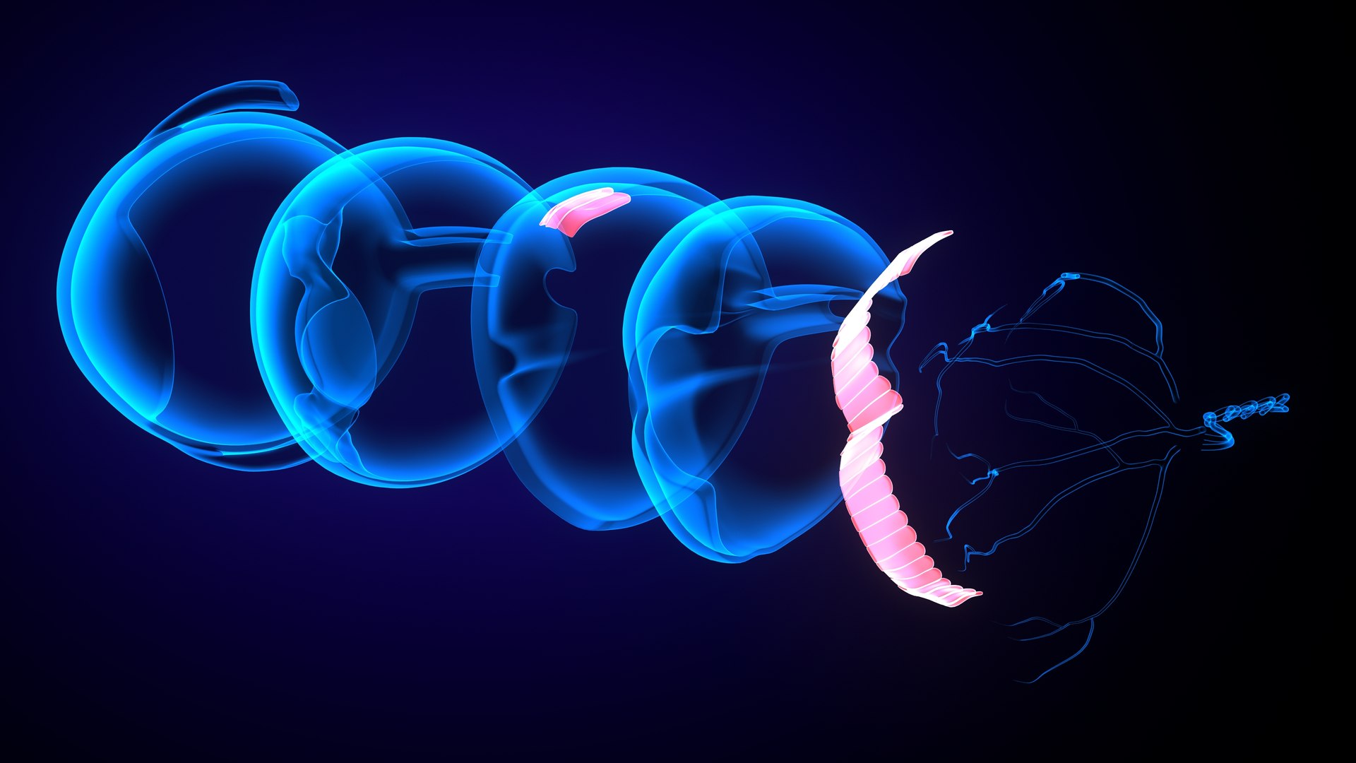 Human eye layers anatomy system 3D - TurboSquid 1786196