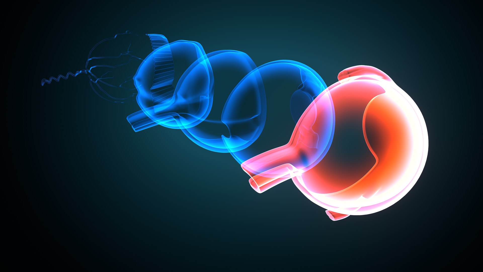 Human eye layers anatomy system 3D - TurboSquid 1786196