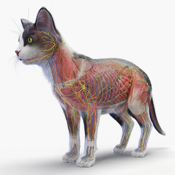 Cat 3D Models for Download | TurboSquid