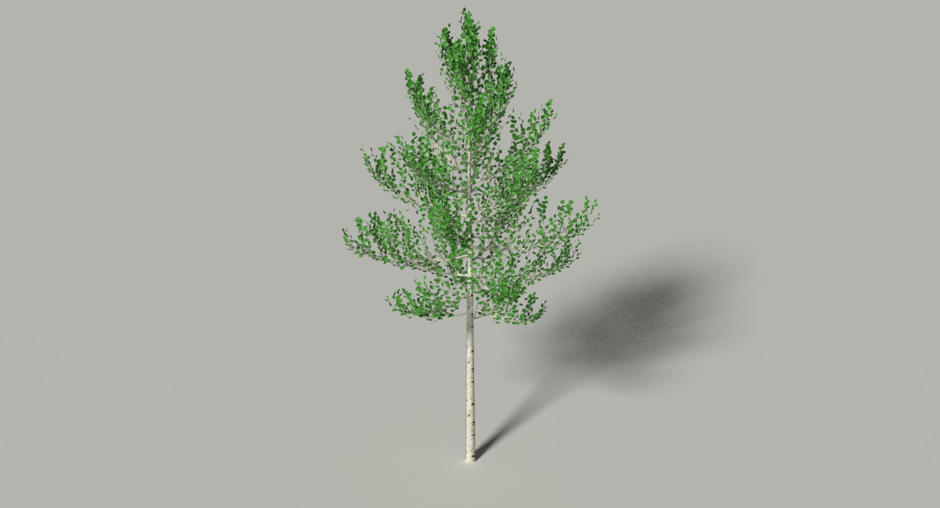 Birch trees - 3D - TurboSquid 1176970