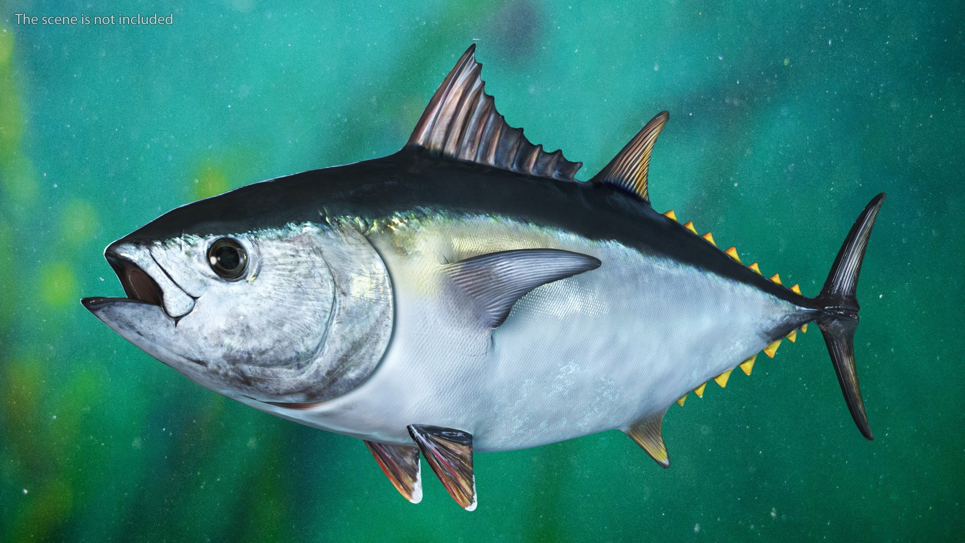 3D Bluefin Tuna Rigged For Maya - TurboSquid 2385641