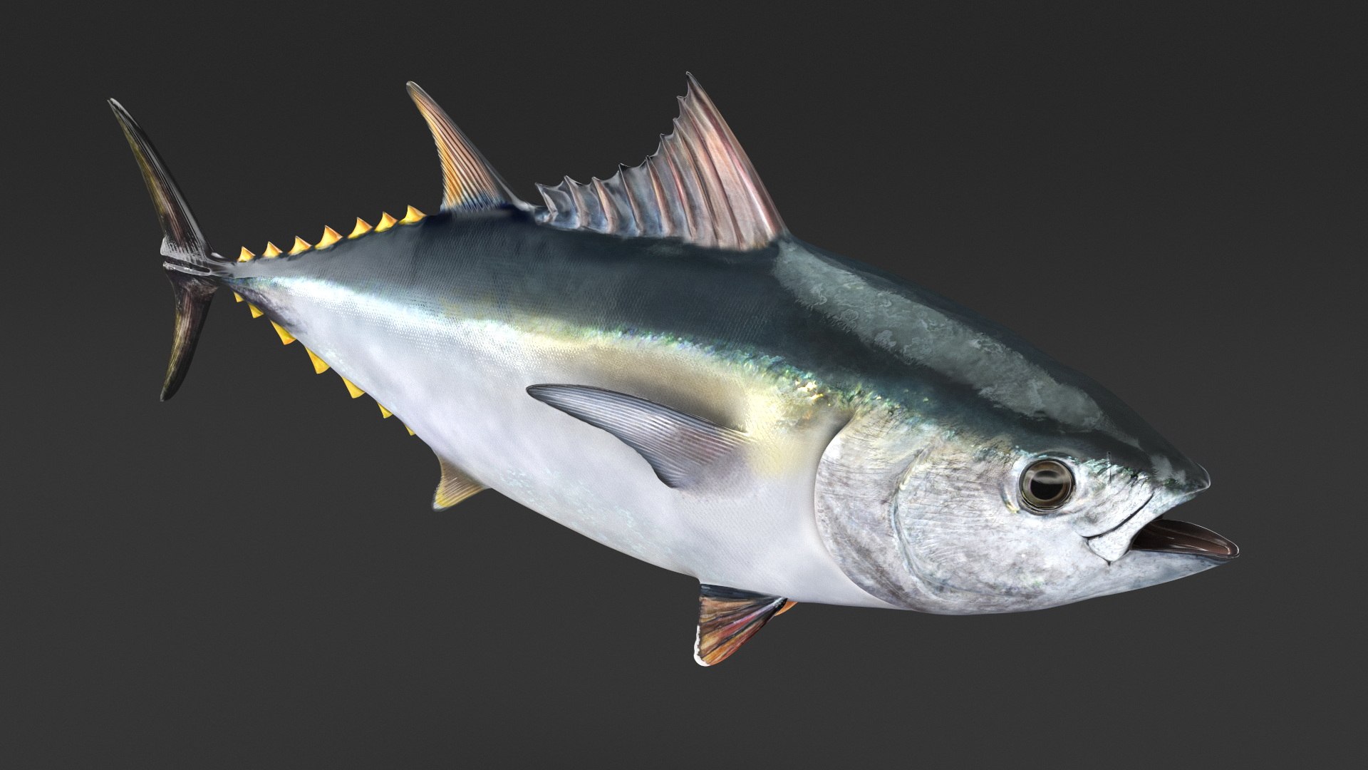 3D Bluefin Tuna Rigged For Maya - TurboSquid 2385641