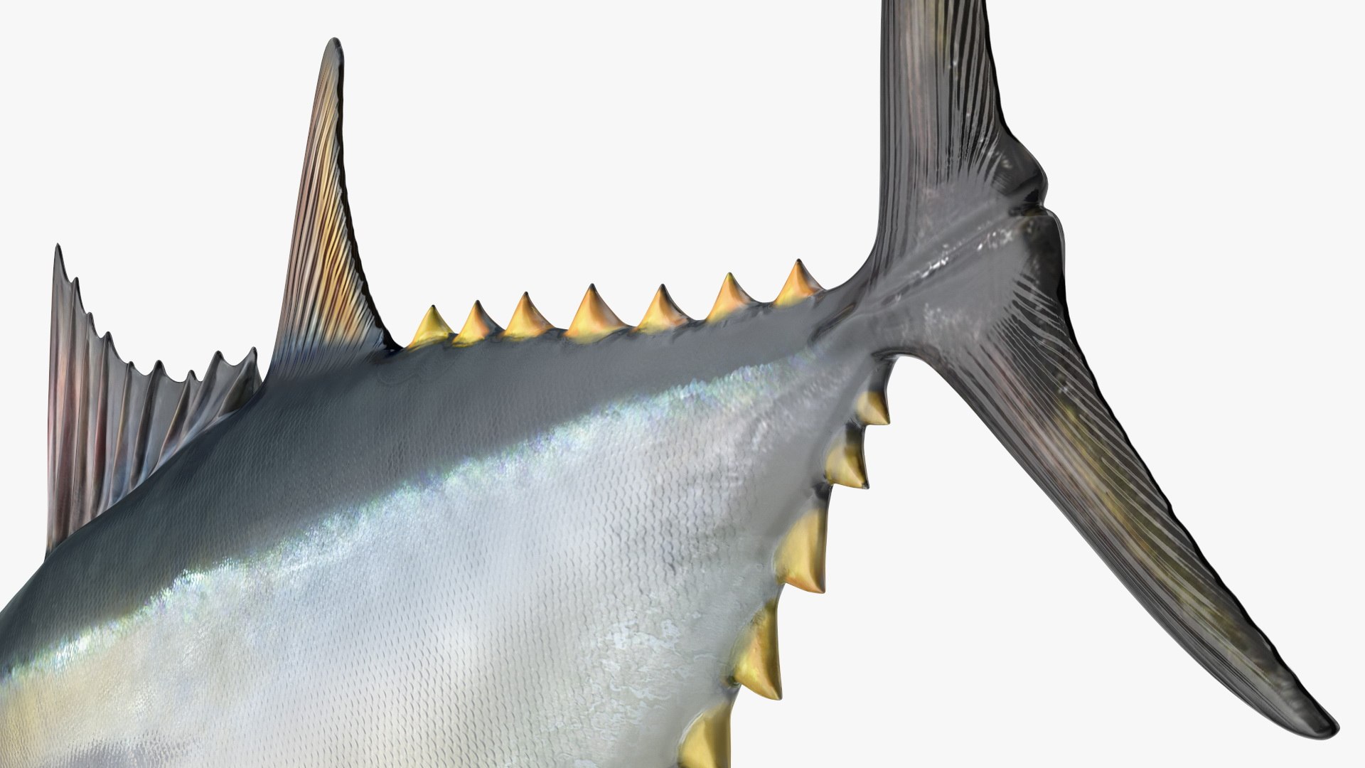 3D Bluefin Tuna Rigged For Maya - TurboSquid 2385641