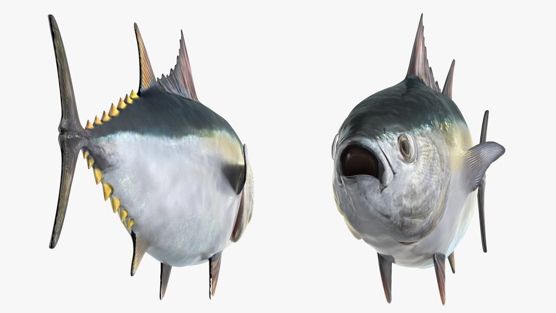 3D Bluefin Tuna Rigged For Maya - TurboSquid 2385641