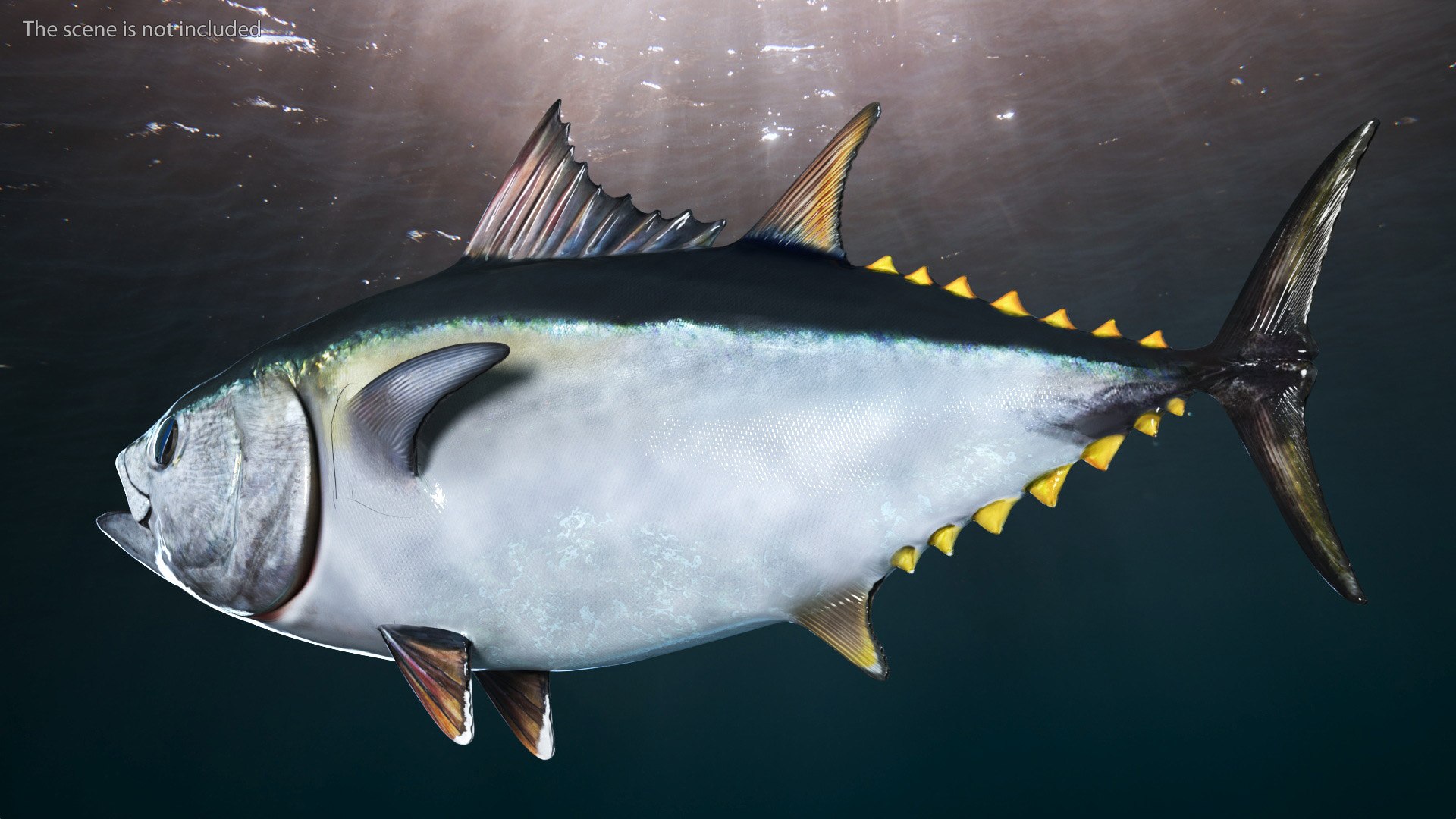 3D Bluefin Tuna Rigged For Maya - TurboSquid 2385641