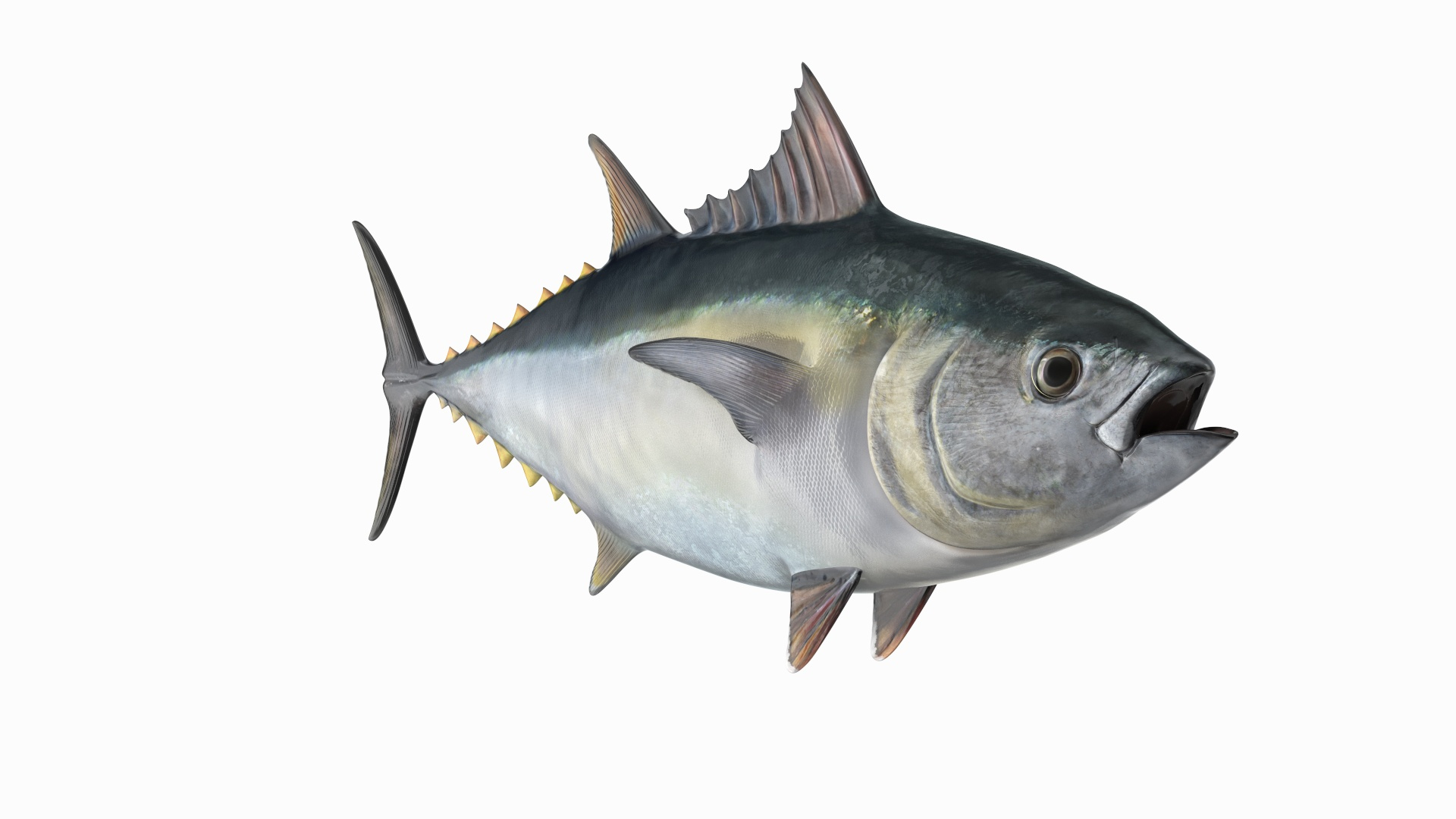 3D Bluefin Tuna Rigged For Maya - TurboSquid 2385641