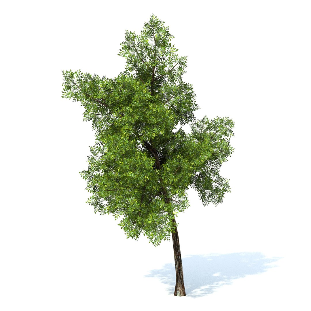 Generic Tree 3d Model