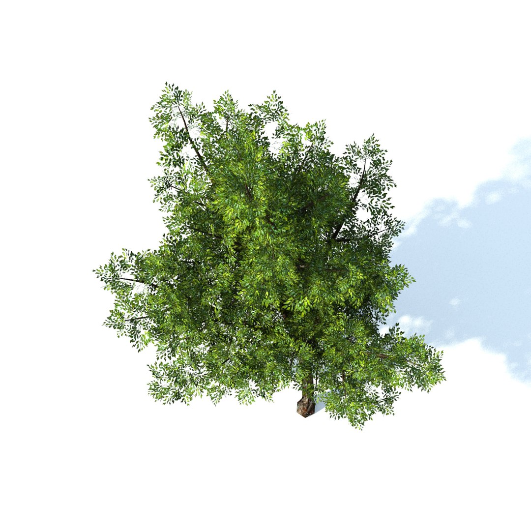 Generic Tree 3d Model