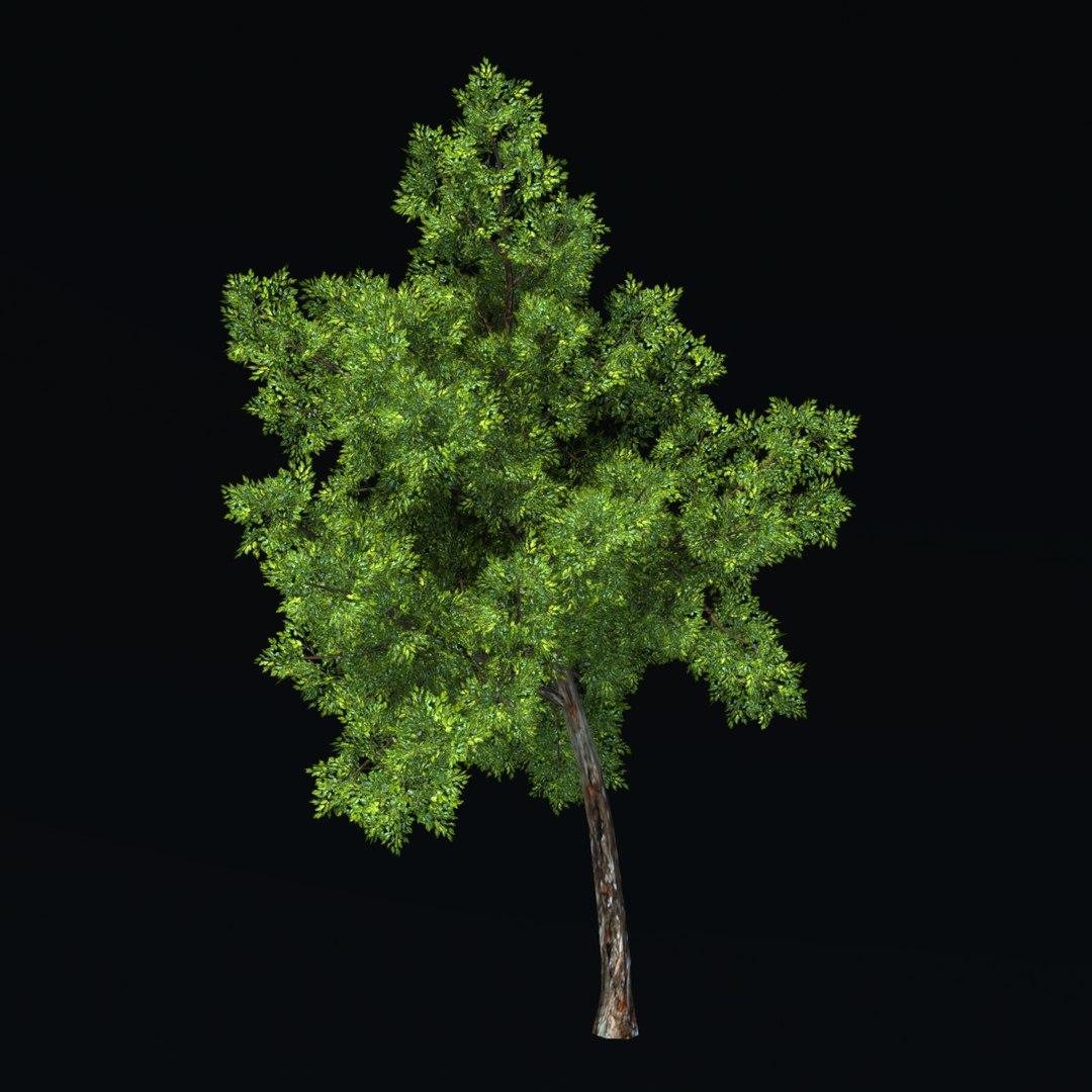 Generic Tree 3d Model