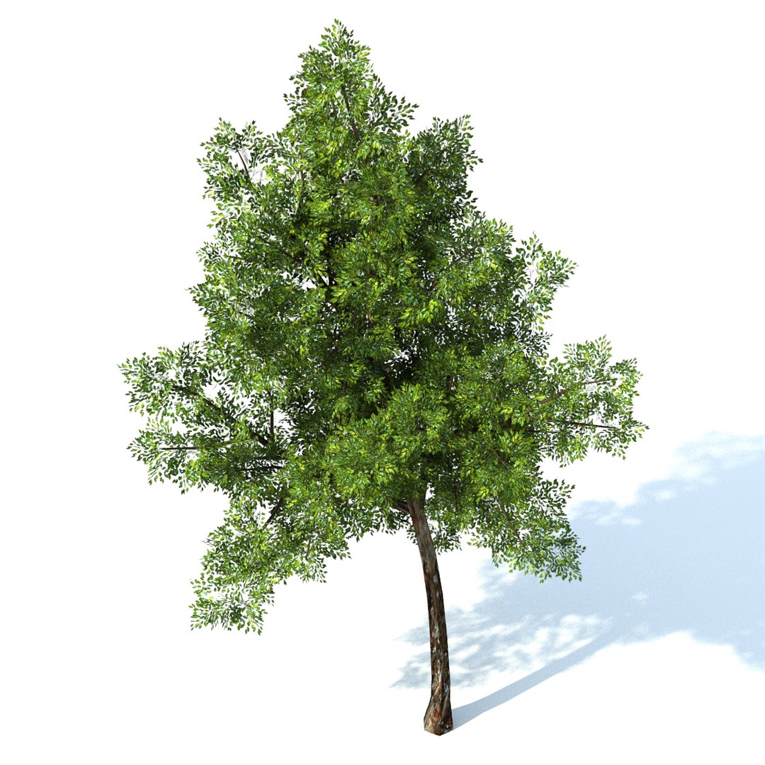 Generic Tree 3d Model
