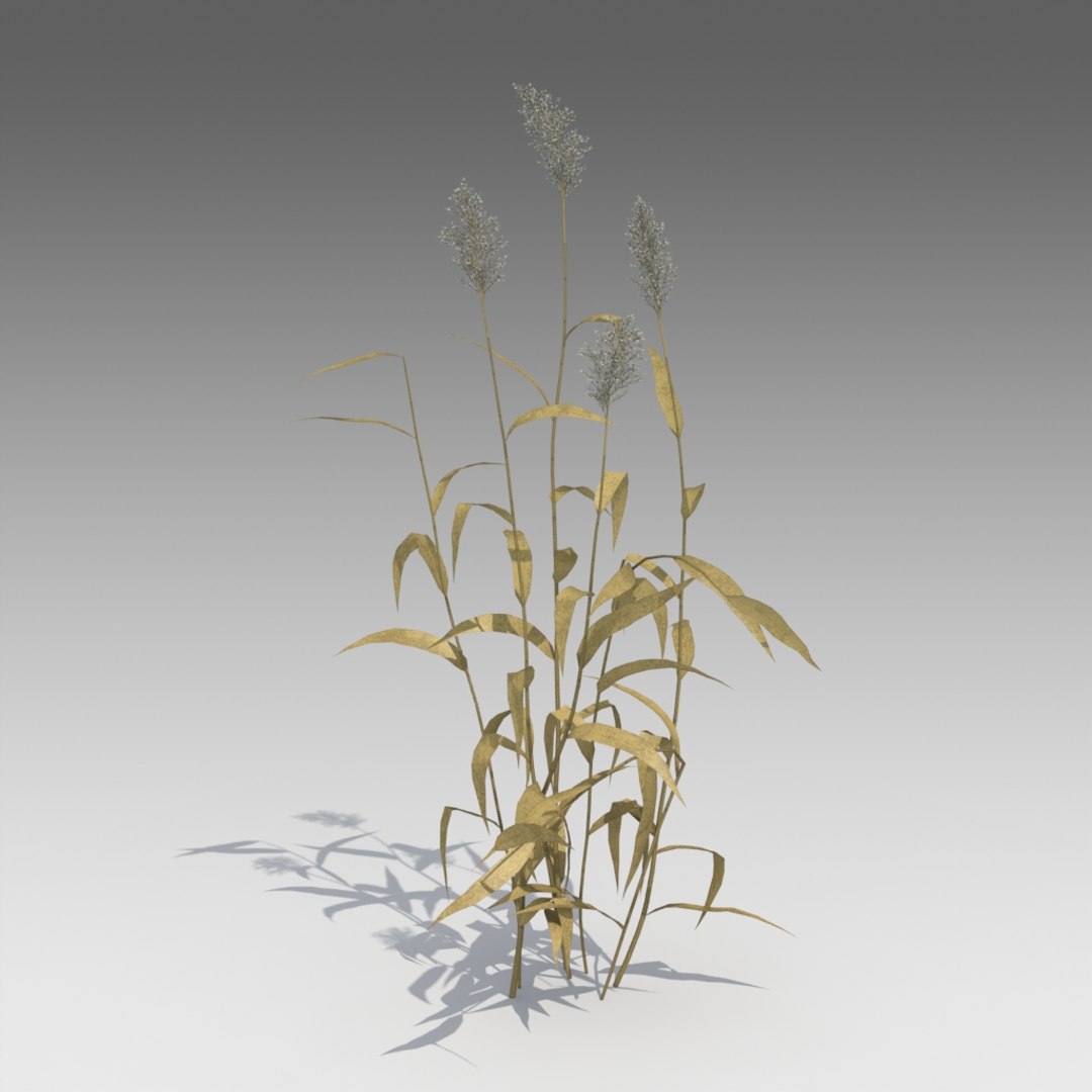 dry reed 3d model