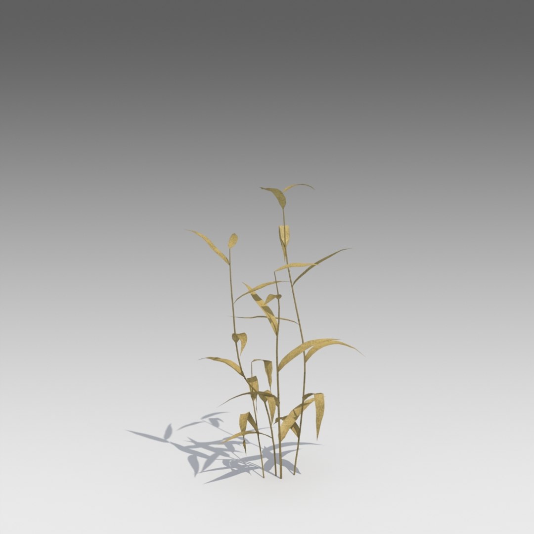 dry reed 3d model