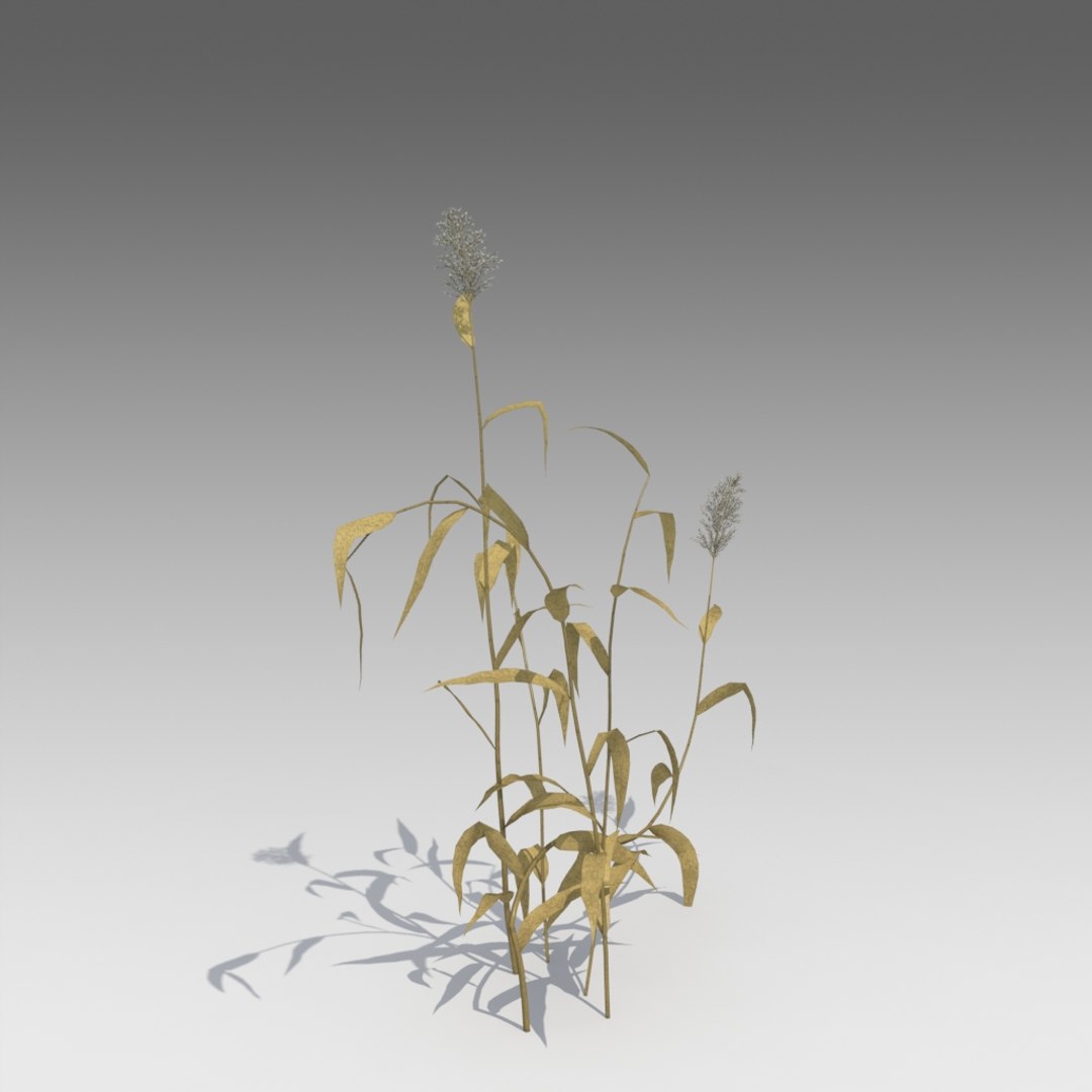 dry reed 3d model