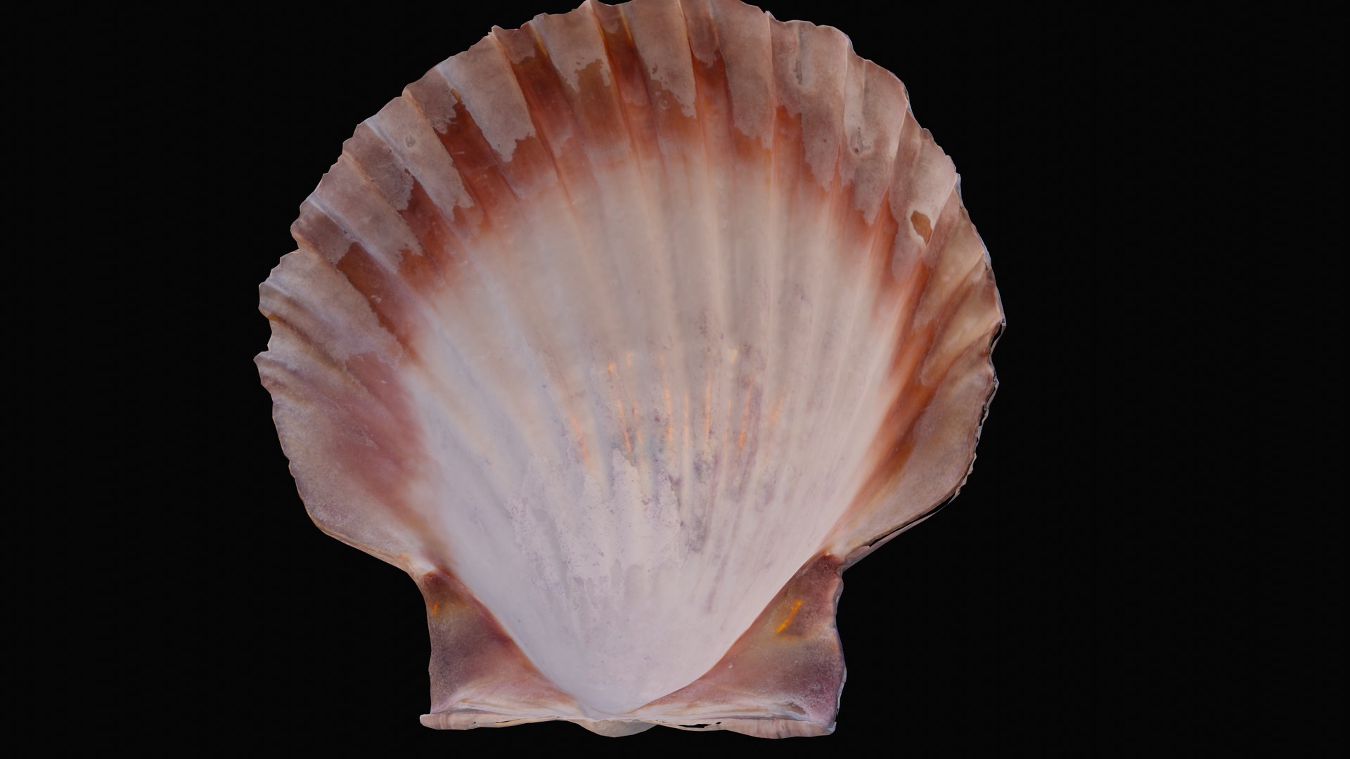 Scallop Sea Shell Model - TurboSquid 1627568