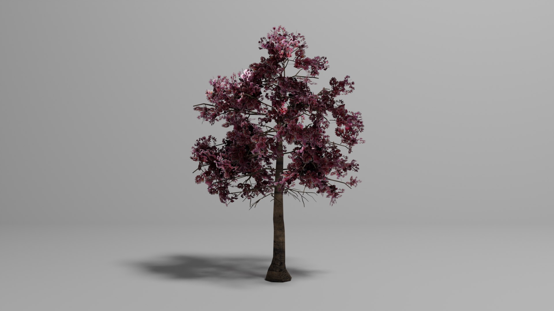 Cherry Tree 3D Model - TurboSquid 2101624
