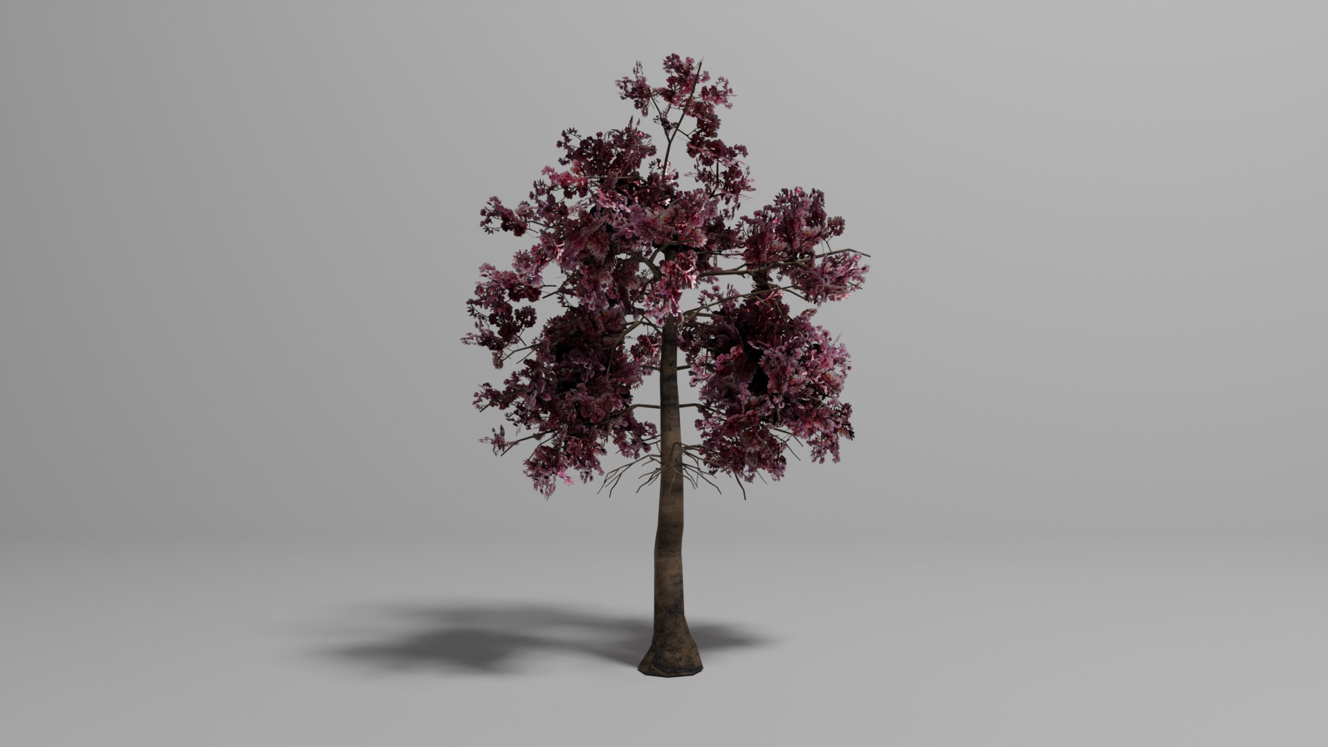 Cherry Tree 3D Model - TurboSquid 2101624